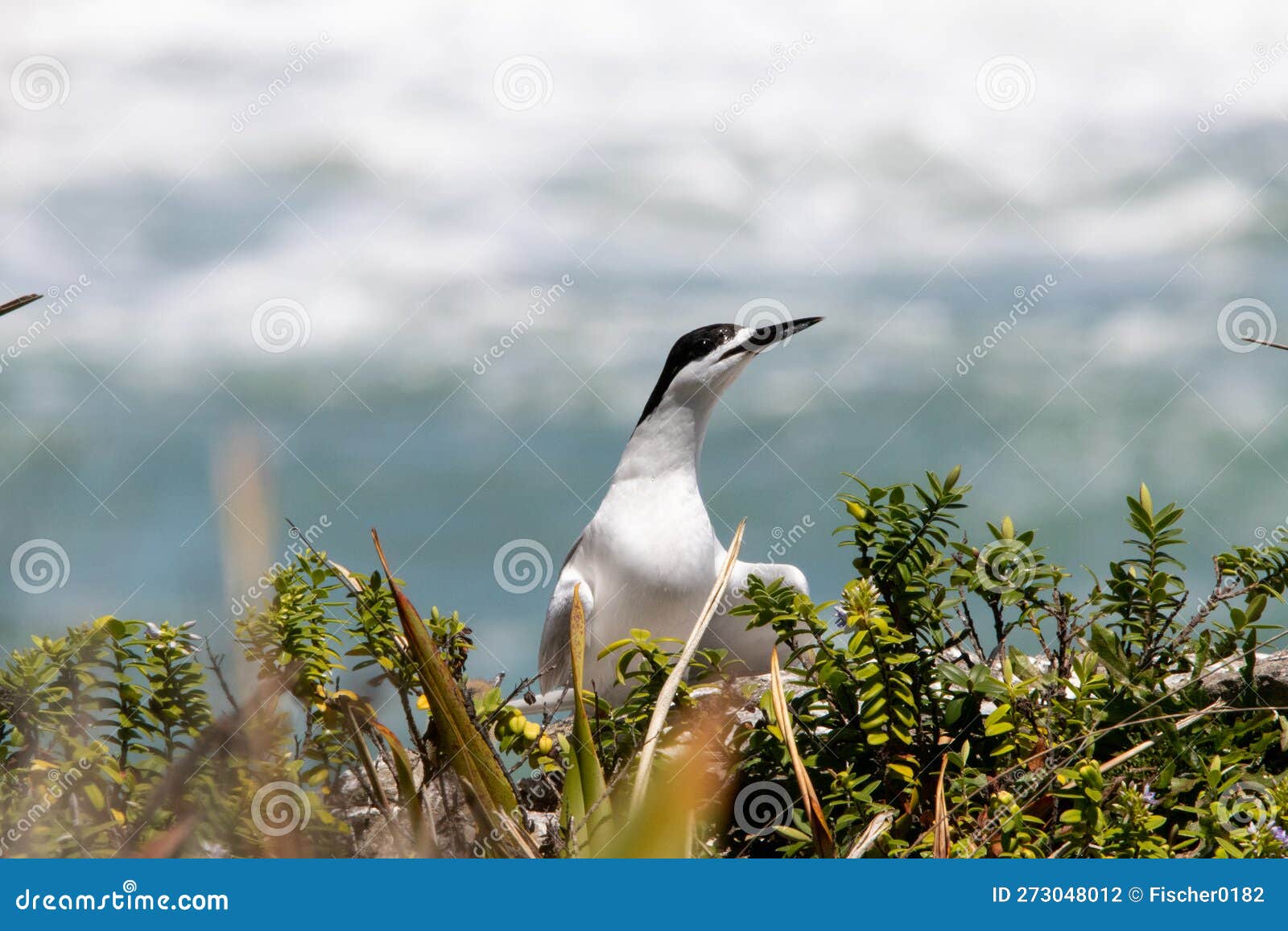 White-fronted Tern in New Zealand Stock Photo - Image of avian, sterna ...