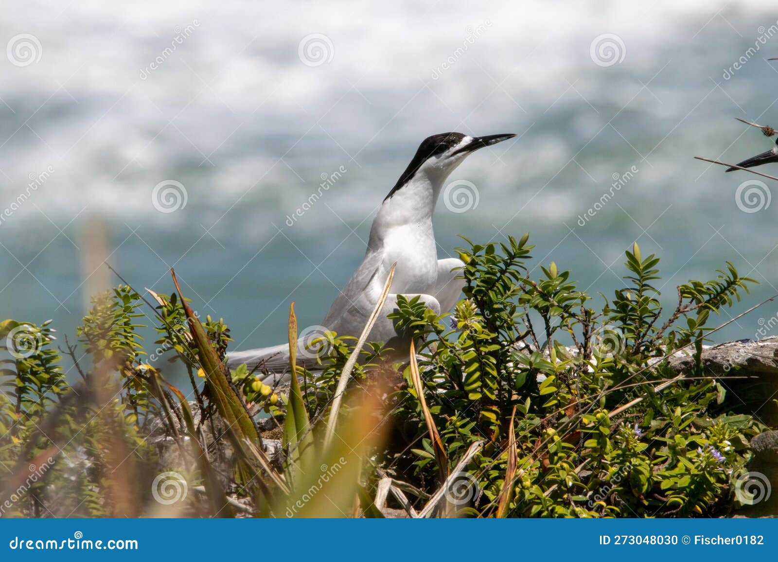 White-fronted Tern in New Zealand Stock Photo - Image of white, water ...