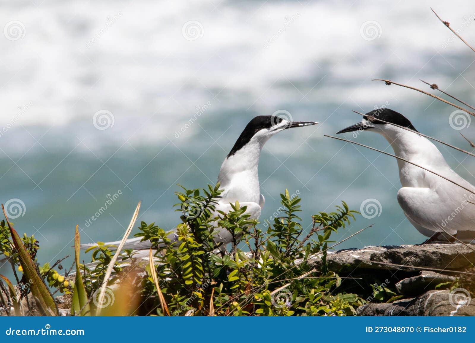 White-fronted Tern in New Zealand Stock Photo - Image of sterna, white ...
