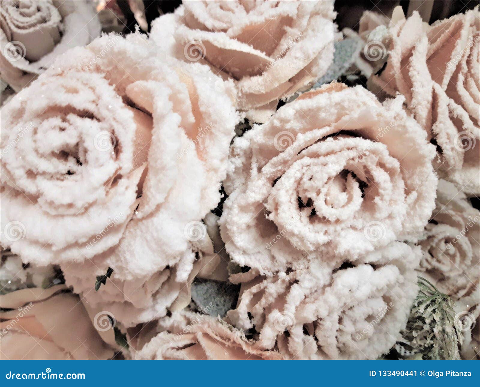 Pink Roses Covered with White Frost Stock Image - Image of decorated ...