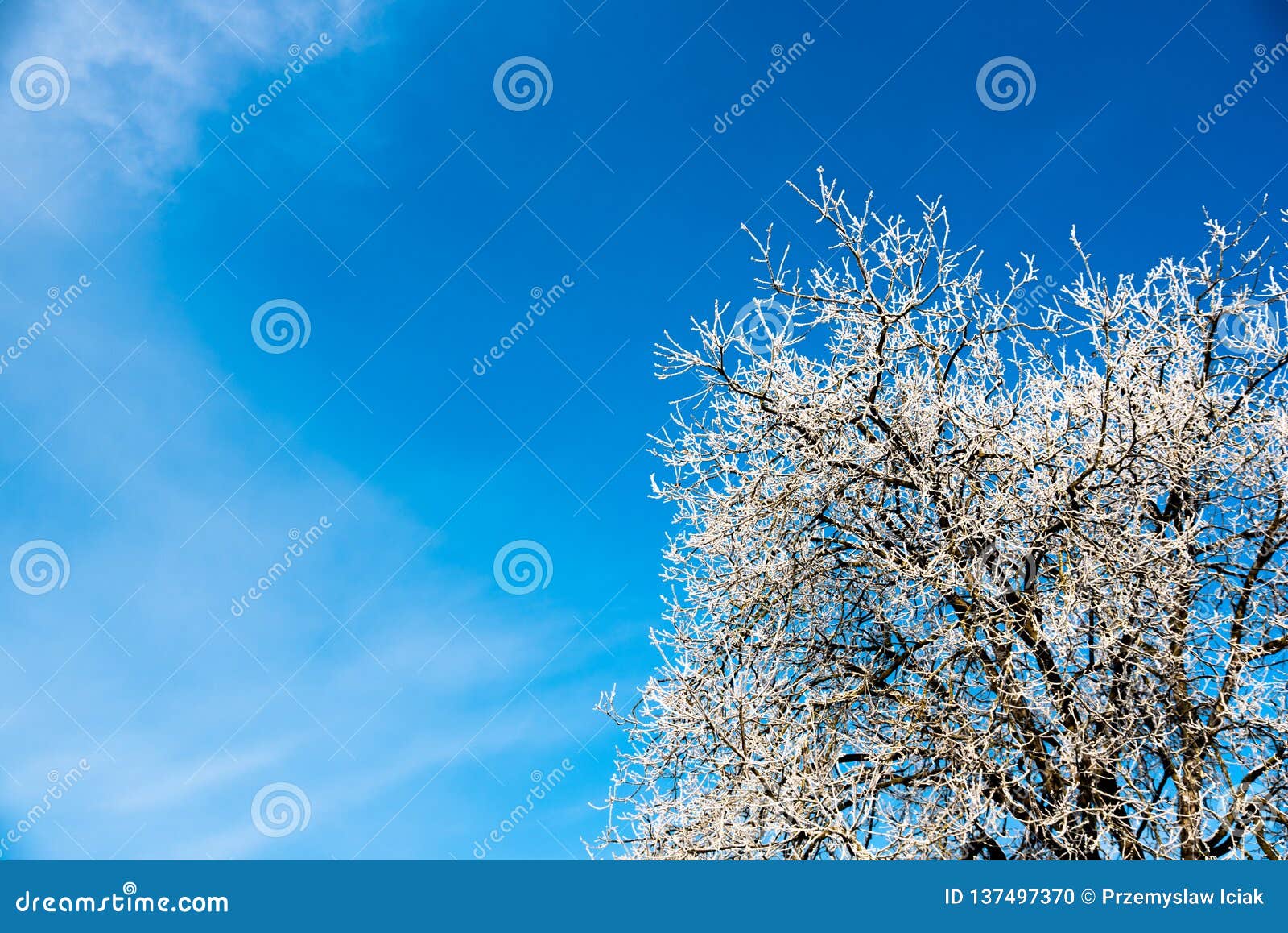 White Frost on Tree Branches on Blue Sky Background in Winter. Frozen ...