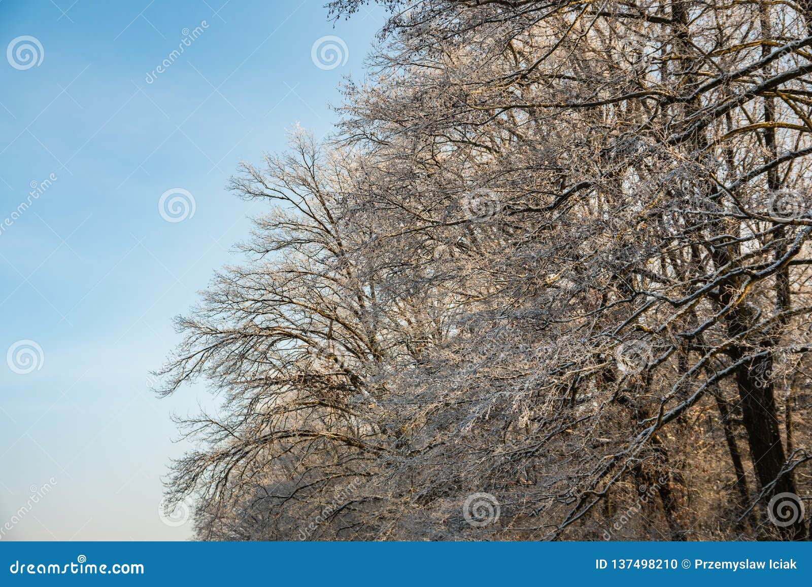 White Frost on Tree Branches on Blue Sky Background Stock Photo - Image ...