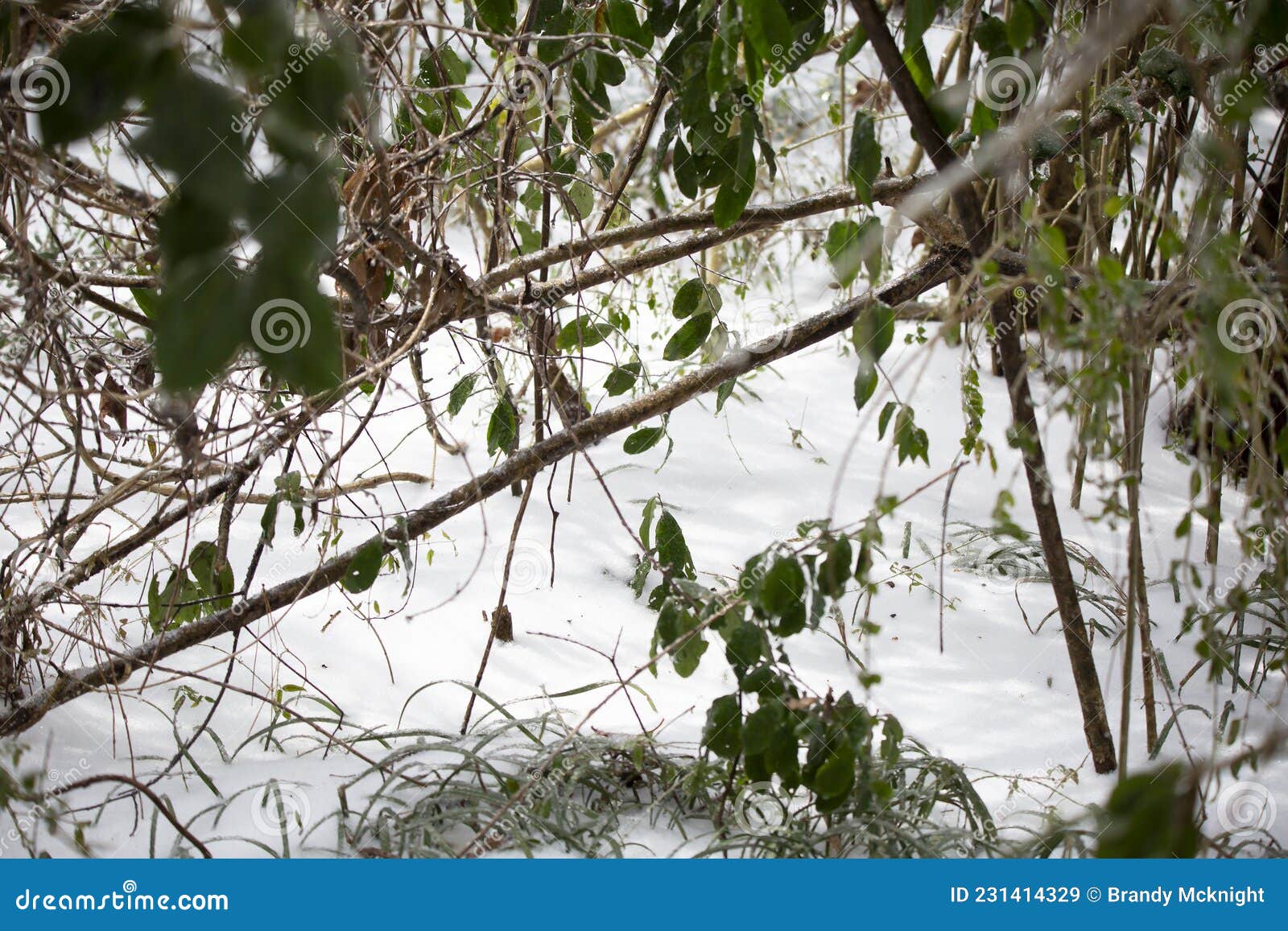 White, Frozen Ground stock image. Image of frozen, january - 231414329