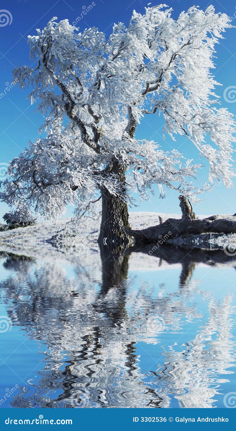 White frozen tree stock photo. Image of forest, frost - 3302536