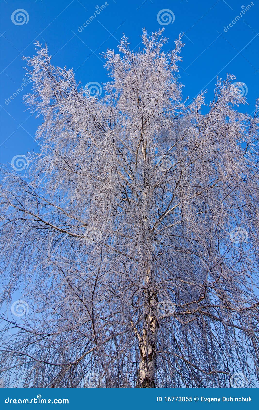 White Frozen Tree and Blue Sky Stock Image - Image of light, country ...