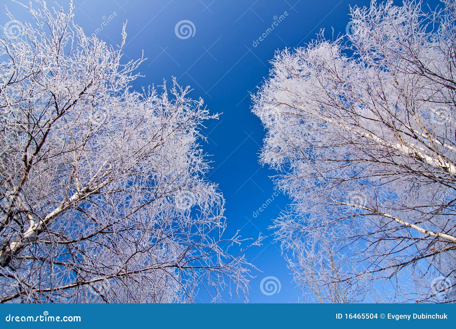 White Frozen Trees and Blue Sky Stock Photo - Image of covered, beauty ...