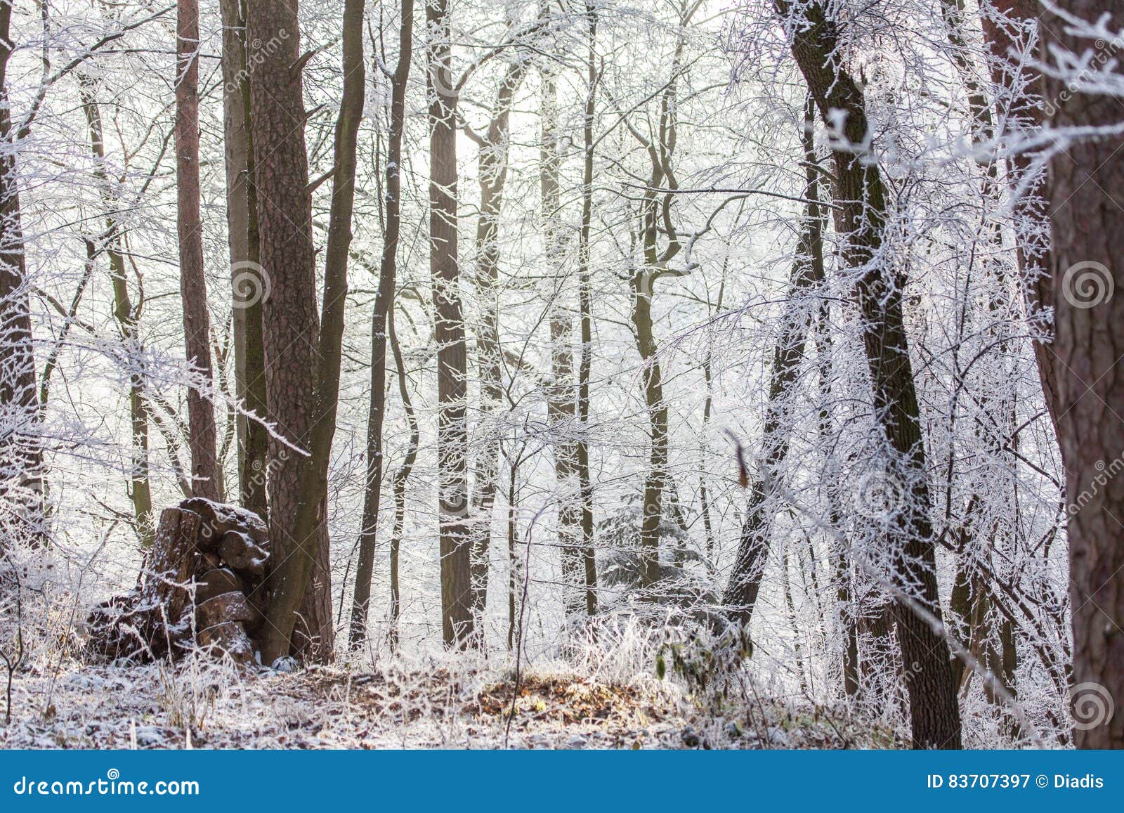 White Frozen Winter Magic Forest in the Morning Light Stock Image ...