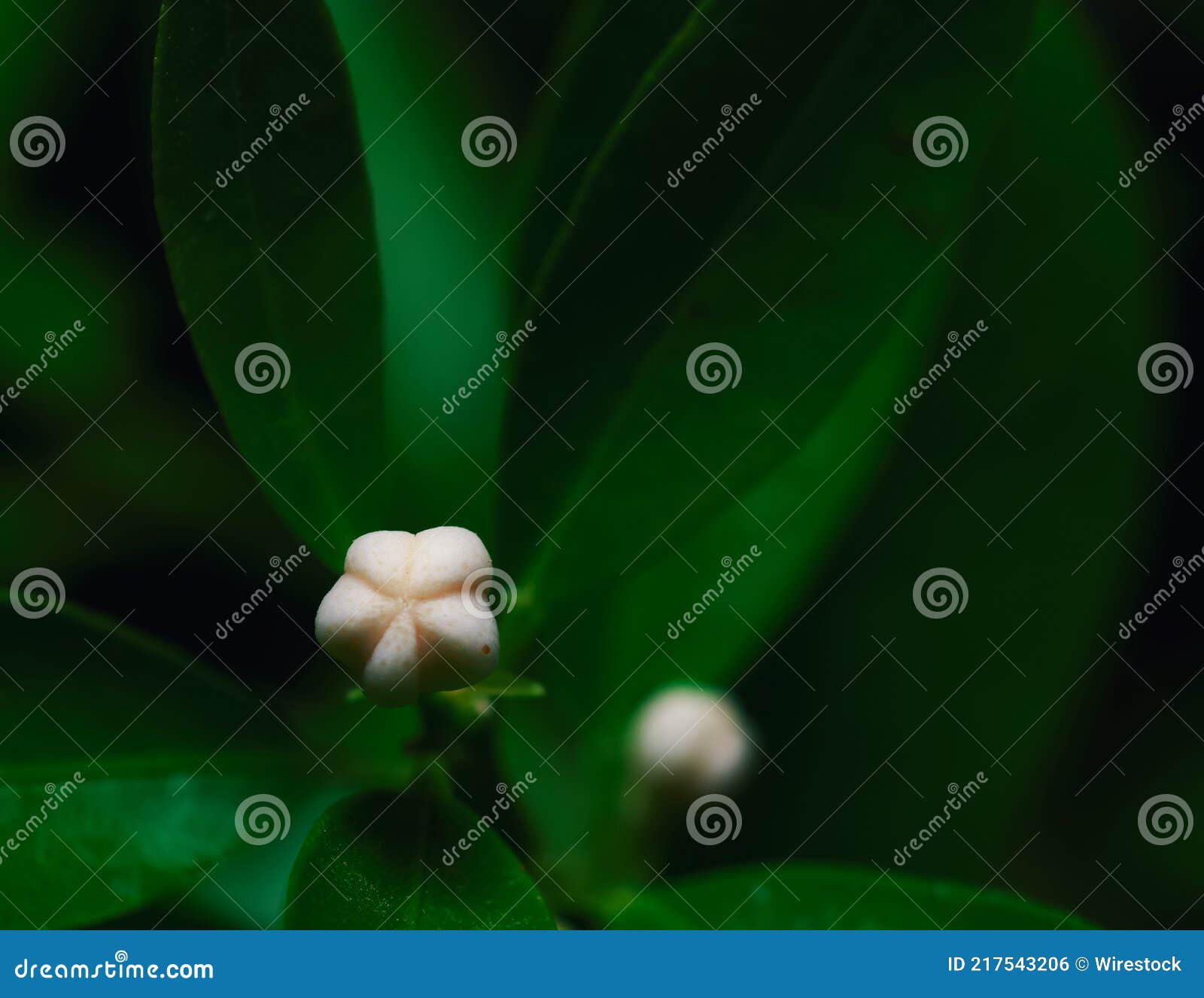White Fruit of Lemon Aspen Tree in the Rainforest Stock Photo - Image ...