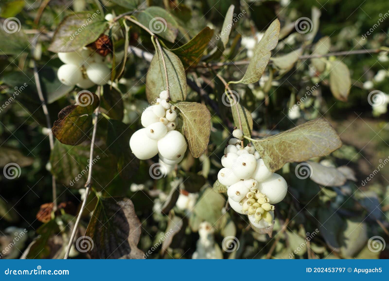 White Fruits of Common Snowberry Stock Image - Image of perennial ...