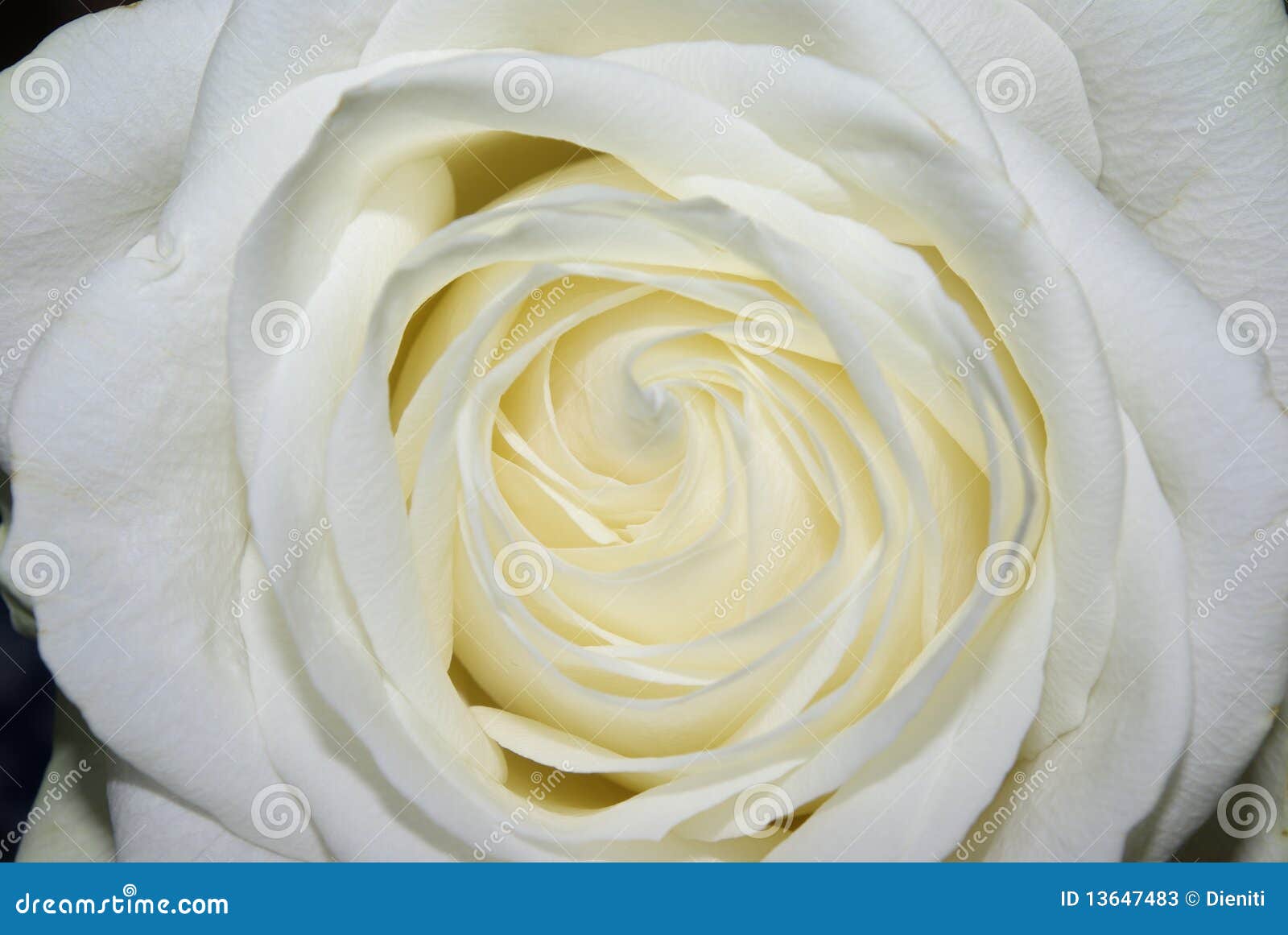 White full rose stock image. Image of thorn, background - 13647483