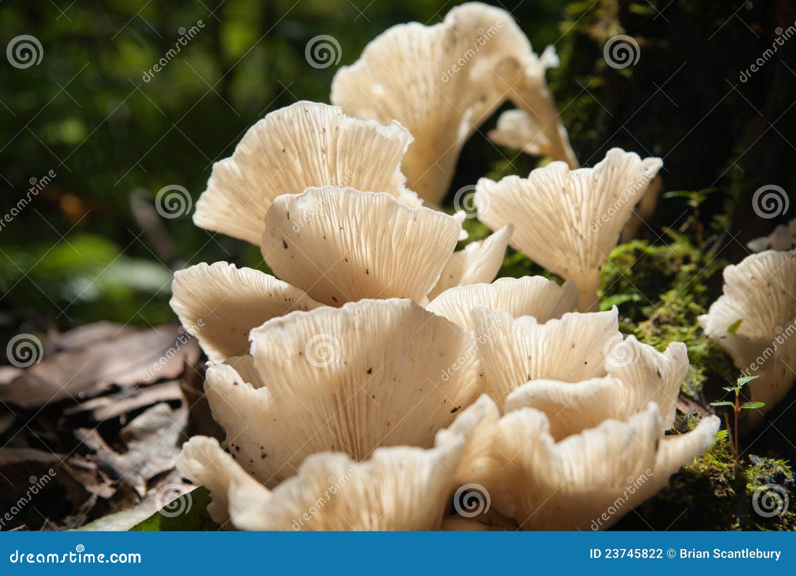 White Fungi Stock Photo | CartoonDealer.com #23745822