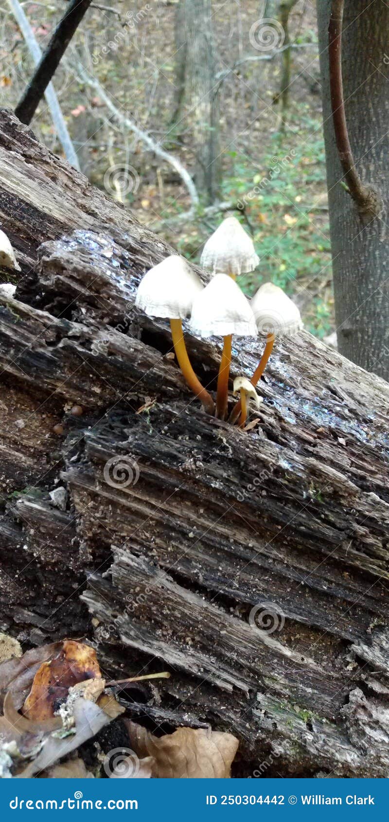 White Fungi from Signal Mountain Stock Photo - Image of leaf, rock ...