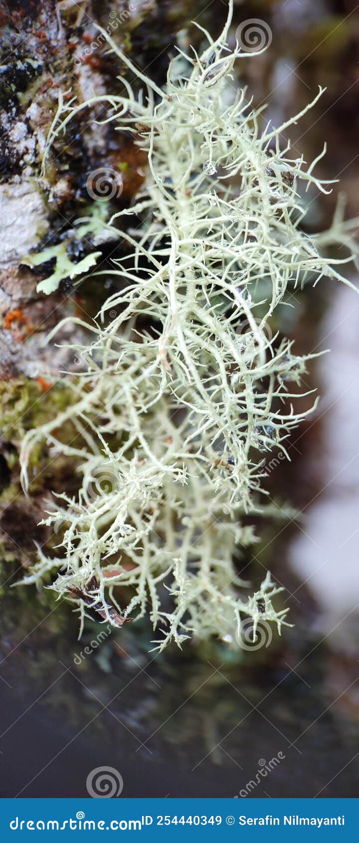 Usnea Filipendula Lichen, Fishbone Beard Royalty-Free Stock Photography ...