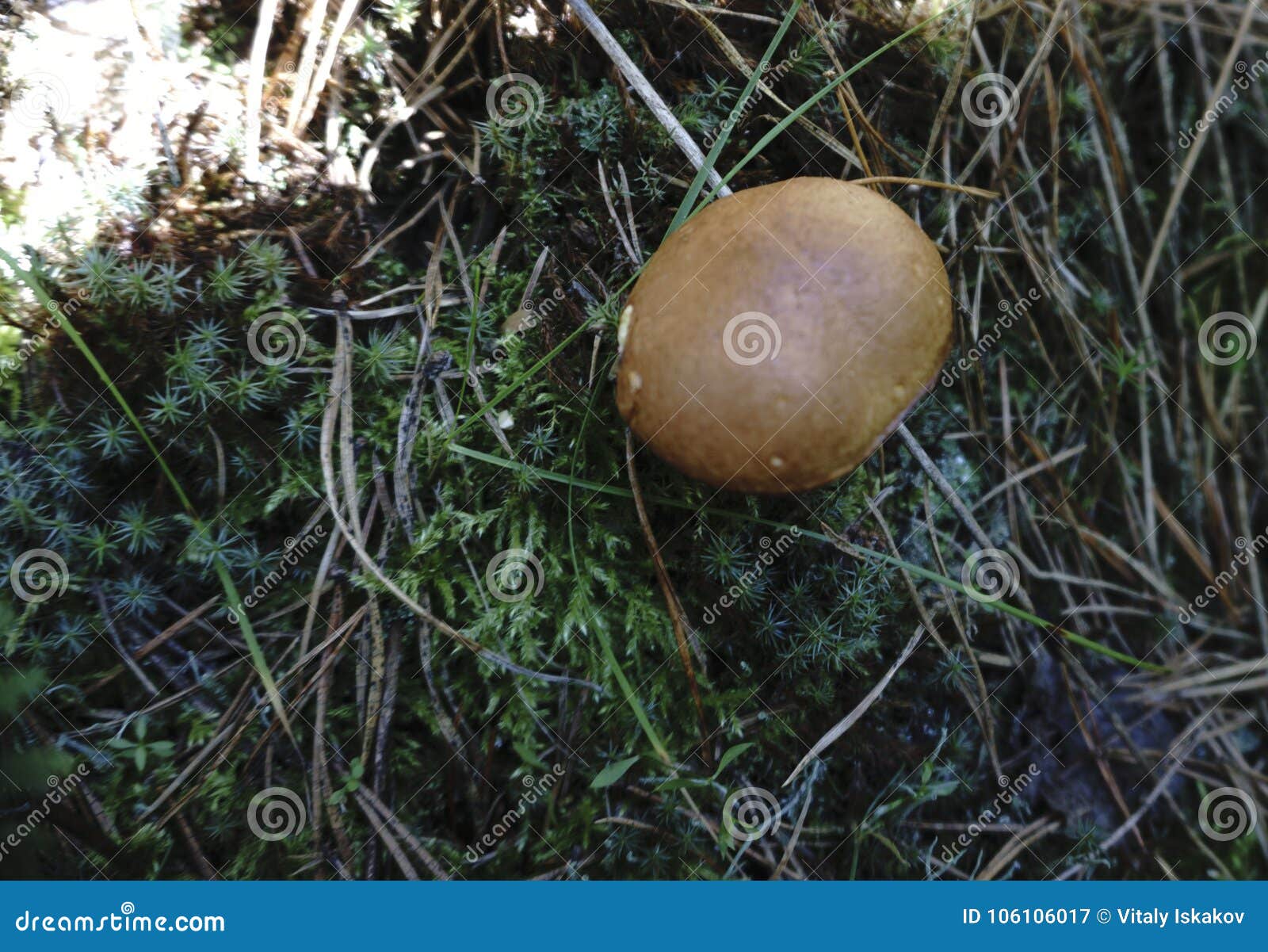 White Fungus Boletus Suillus in on it Stock Image - Image of ingredient ...
