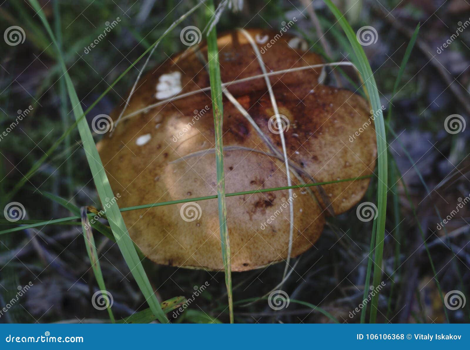 White Fungus Boletus Suillus in Yellow they. Stock Photo - Image of ...