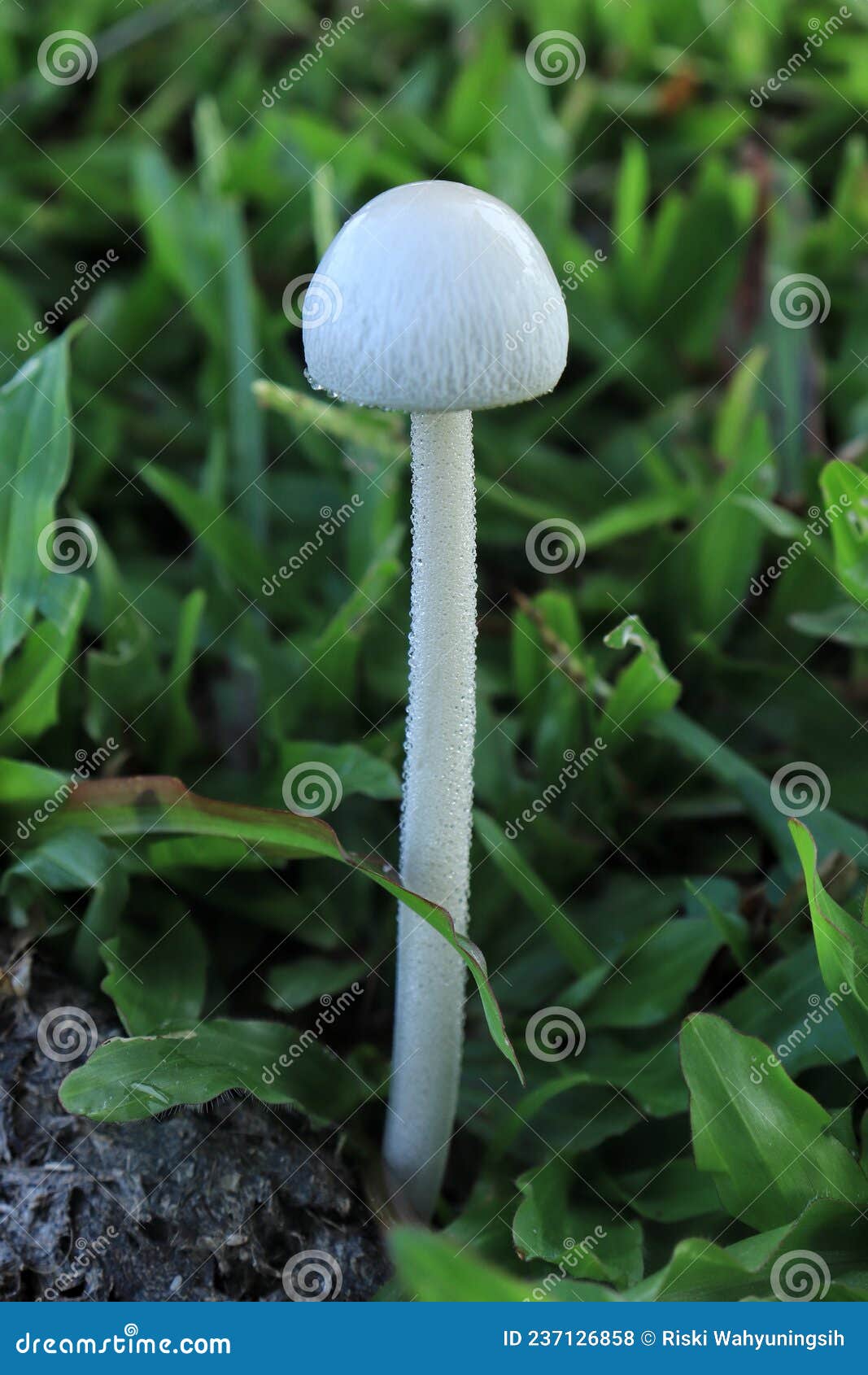 White Fungus Growing in Cow Dung Stock Photo - Image of flower, forest ...