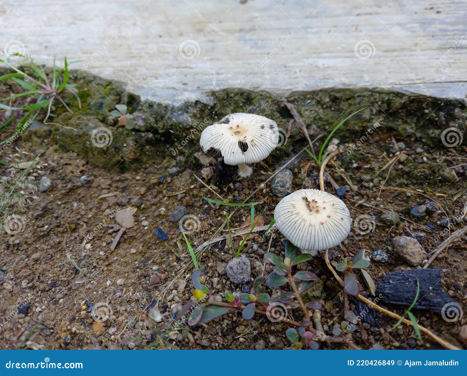 White Fungus Growing Outside on the Roadside. Stock Image - Image of ...