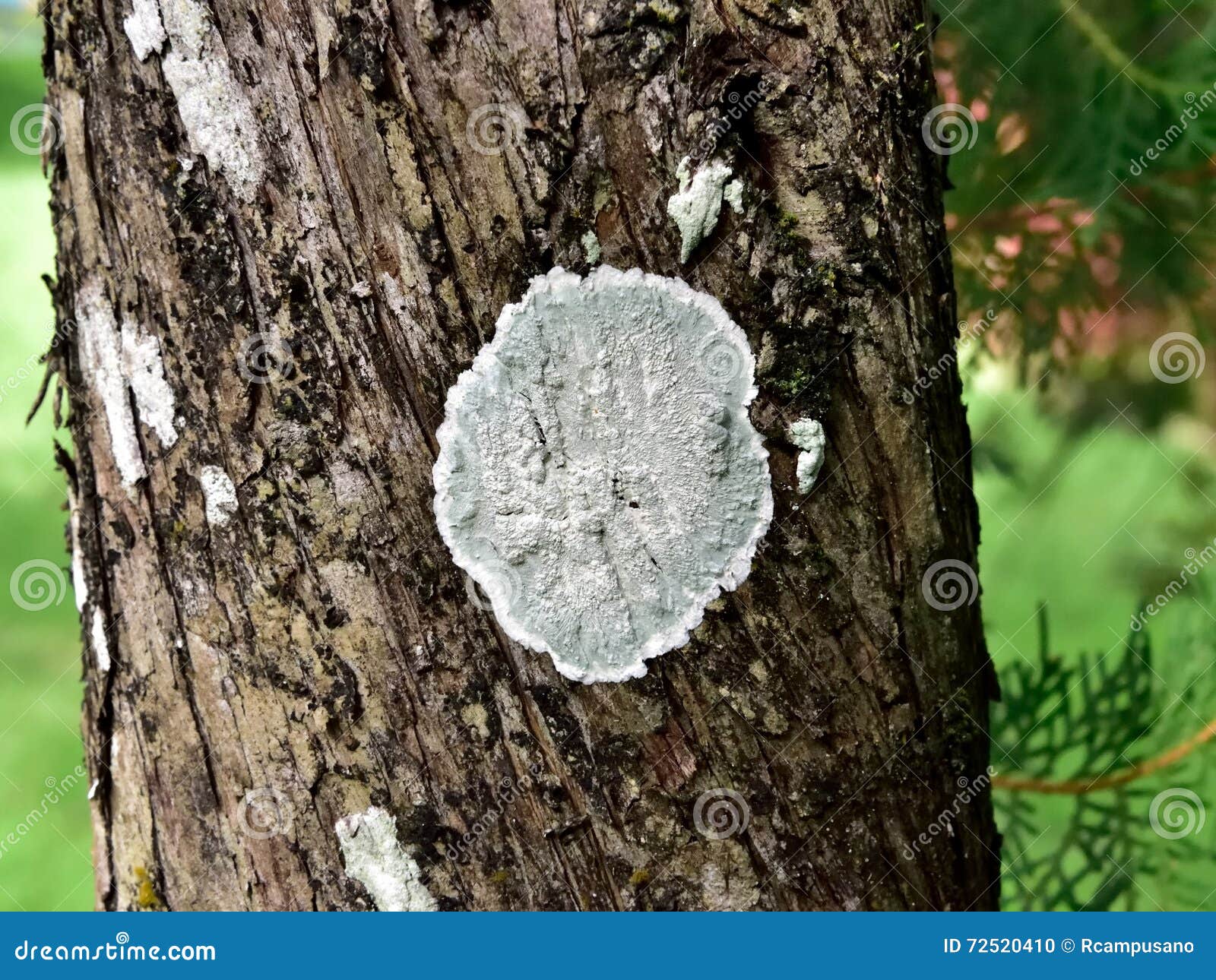 White fungus stock photo. Image of dreadlocks, holiday - 72520410