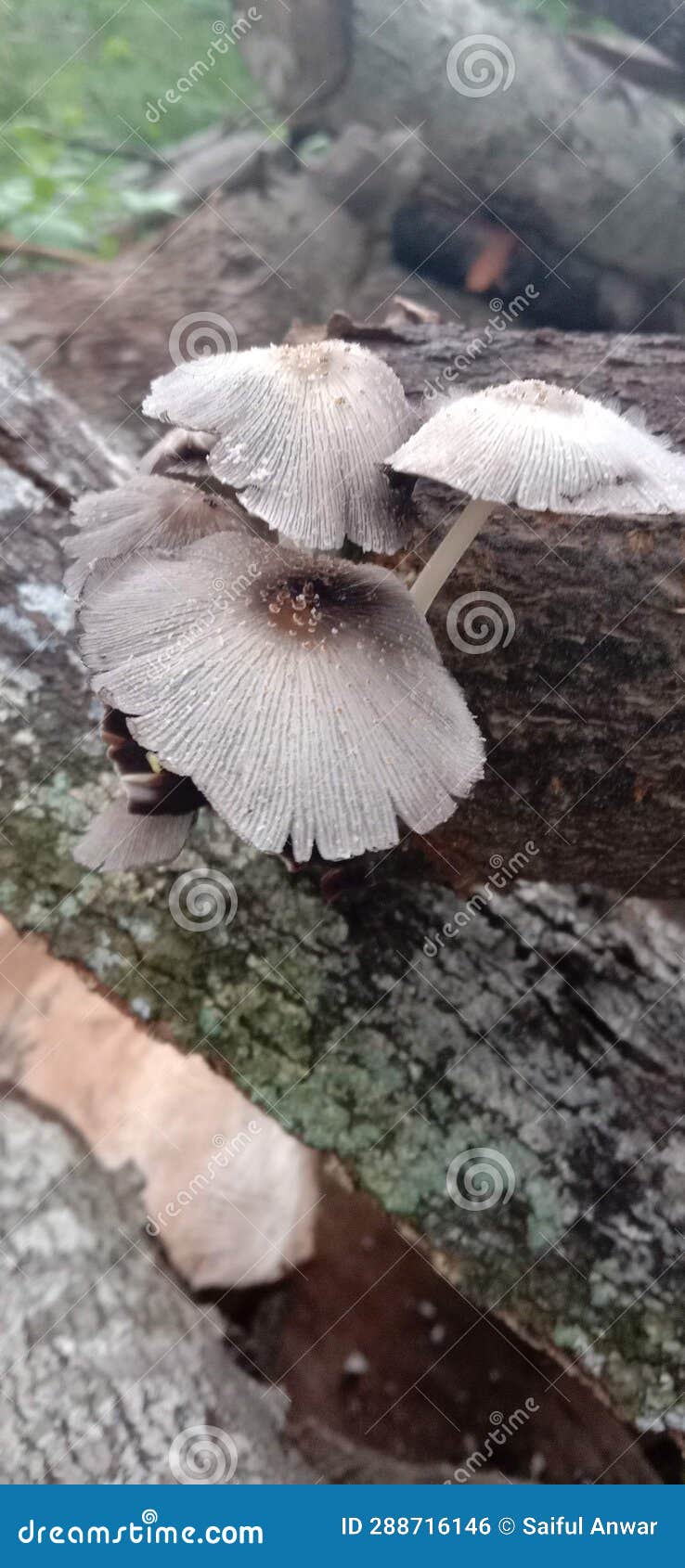 The White Fungus that Grows on Rocks is Probably a Type of Cornier ...