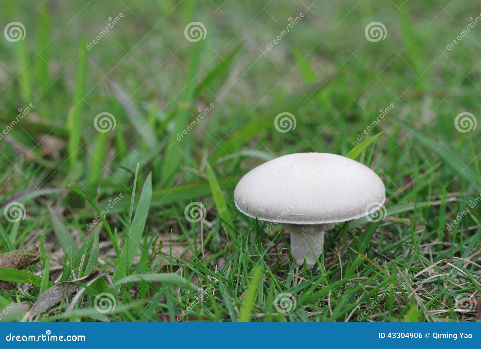 White fungus on the lawn stock photo. Image of white - 43304906