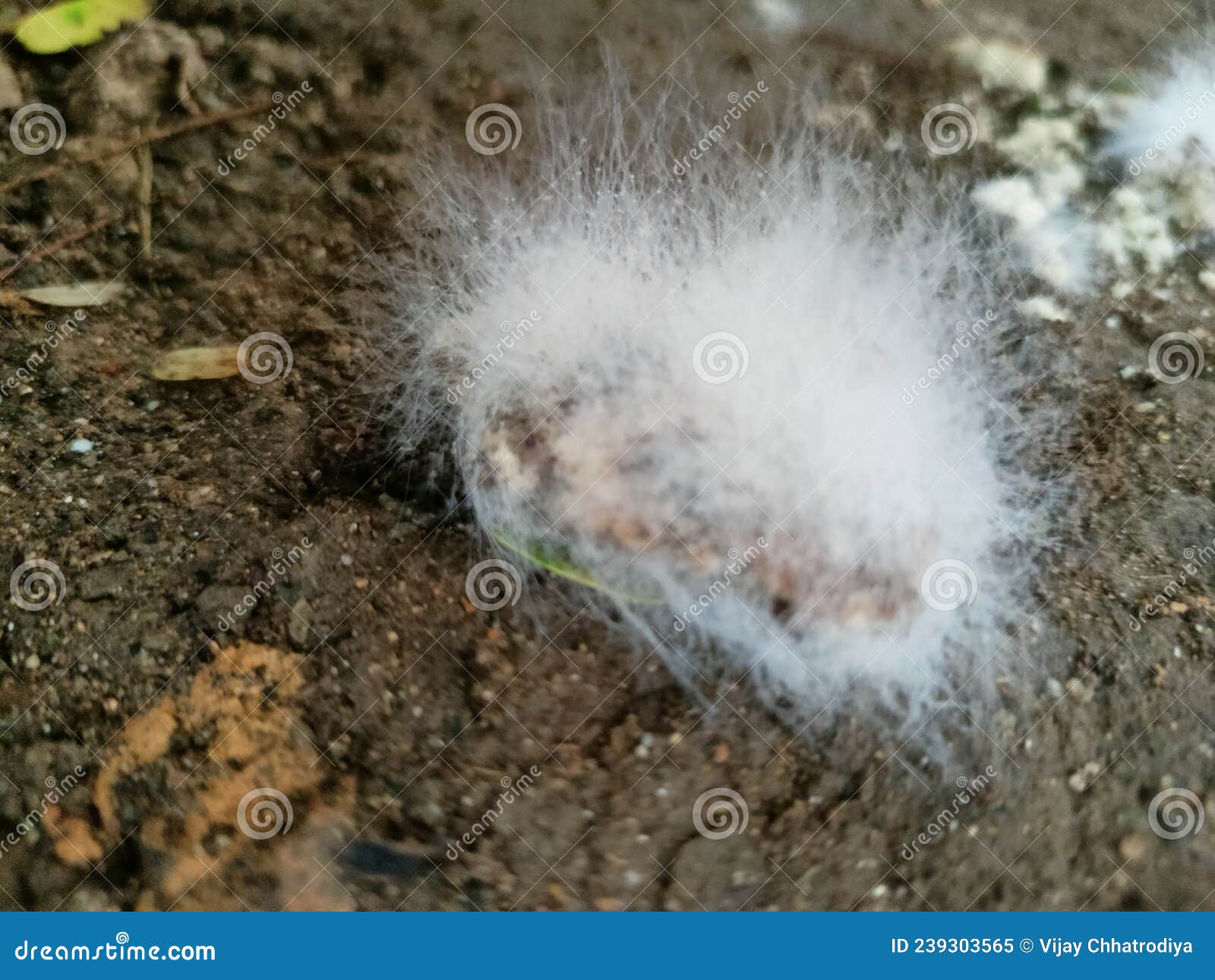 White fungus moisture stock image. Image of white, seepd - 239303565