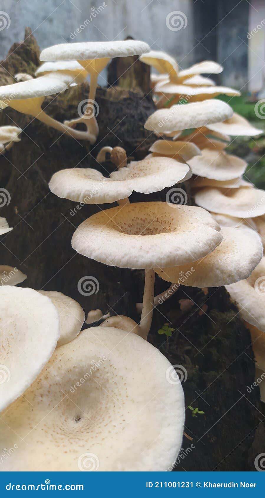 White Fungus Mushroom 6 stock image. Image of food, color - 211001231