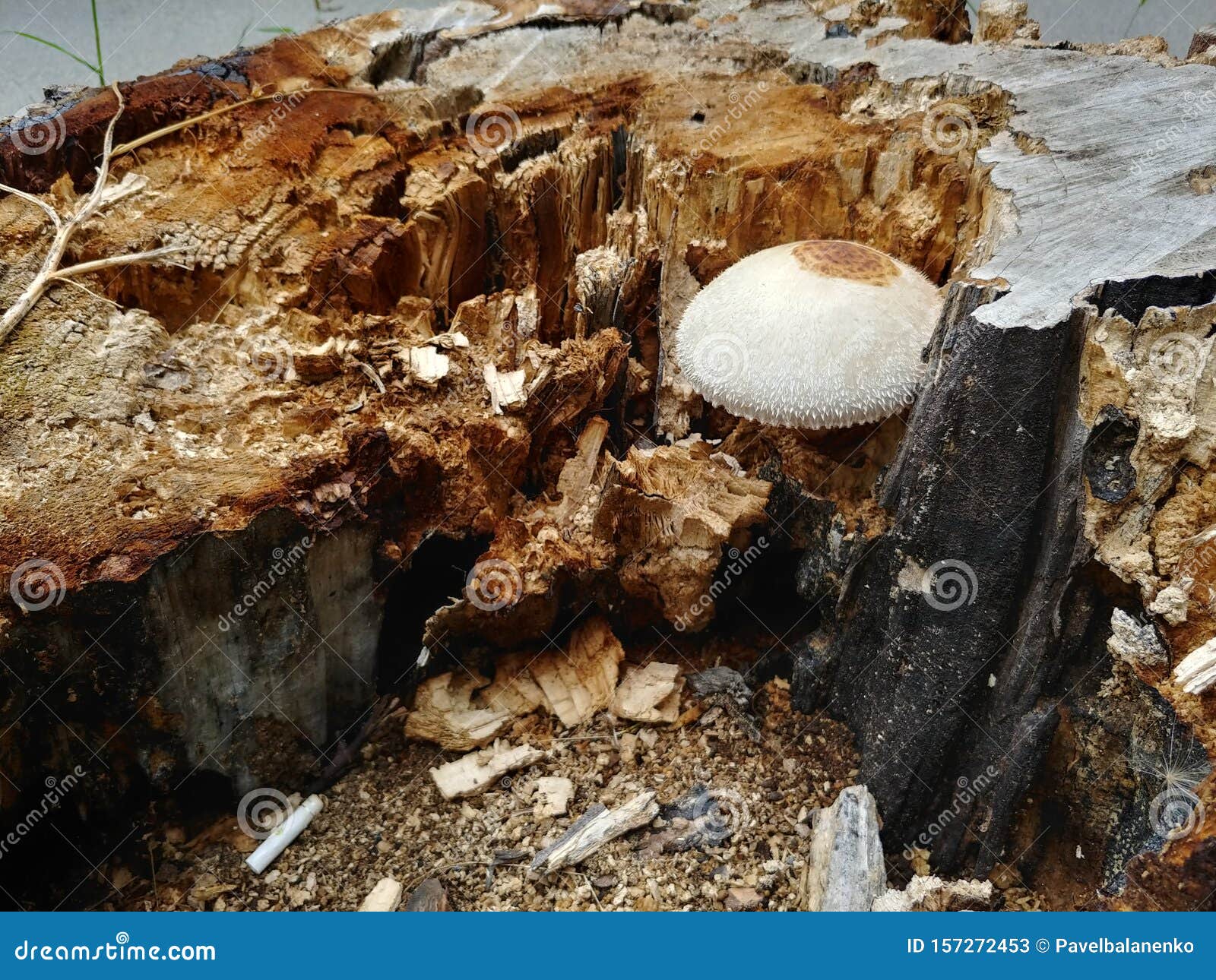 White Fungus Mushroom Grow Inside Tree Stump Destroy it from within ...