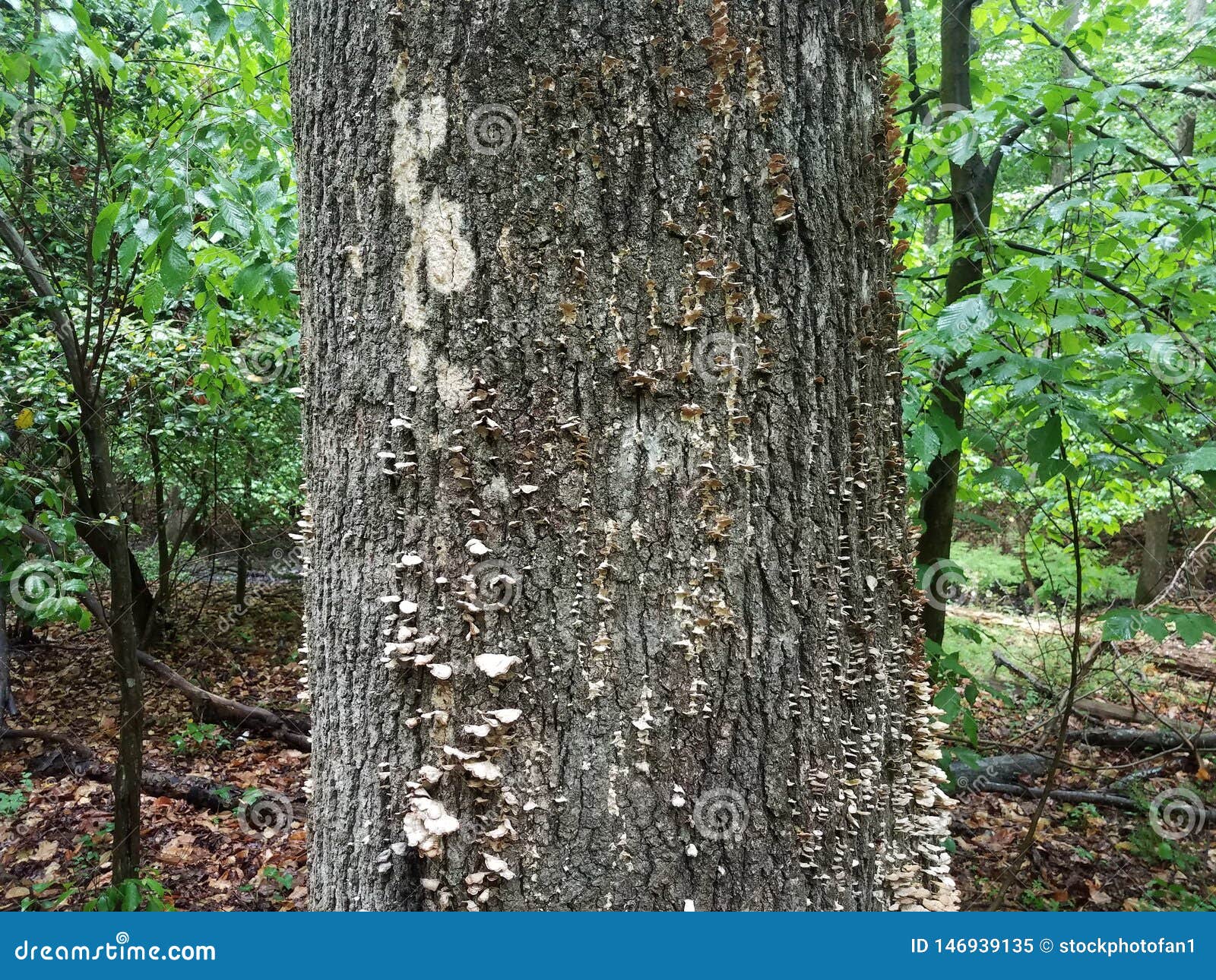 White Fungus or Mushrooms on Tree Trunk Bark Stock Image - Image of ...
