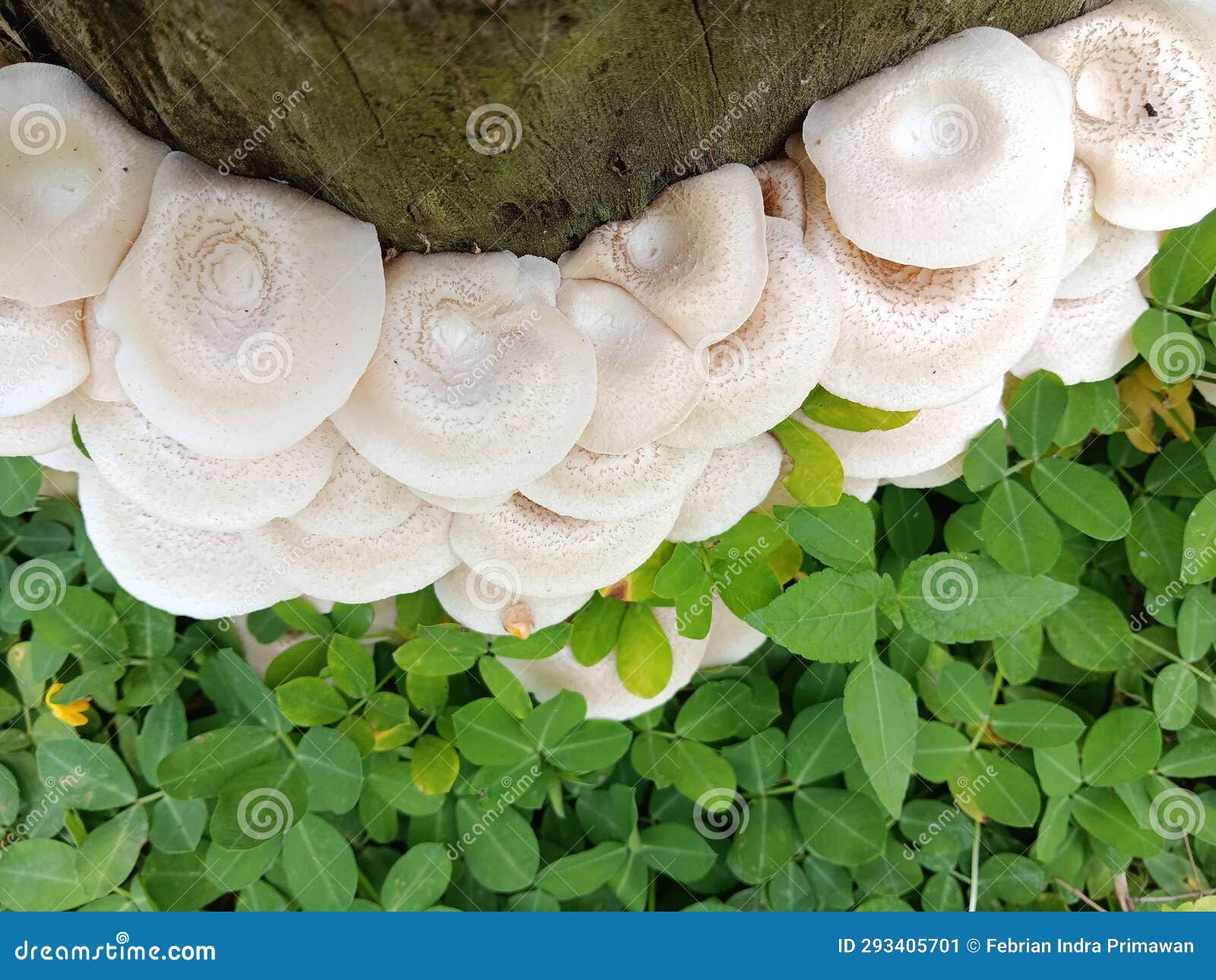 White Fungus Plants that Grow on Dead Tree Trunks Stock Image - Image ...