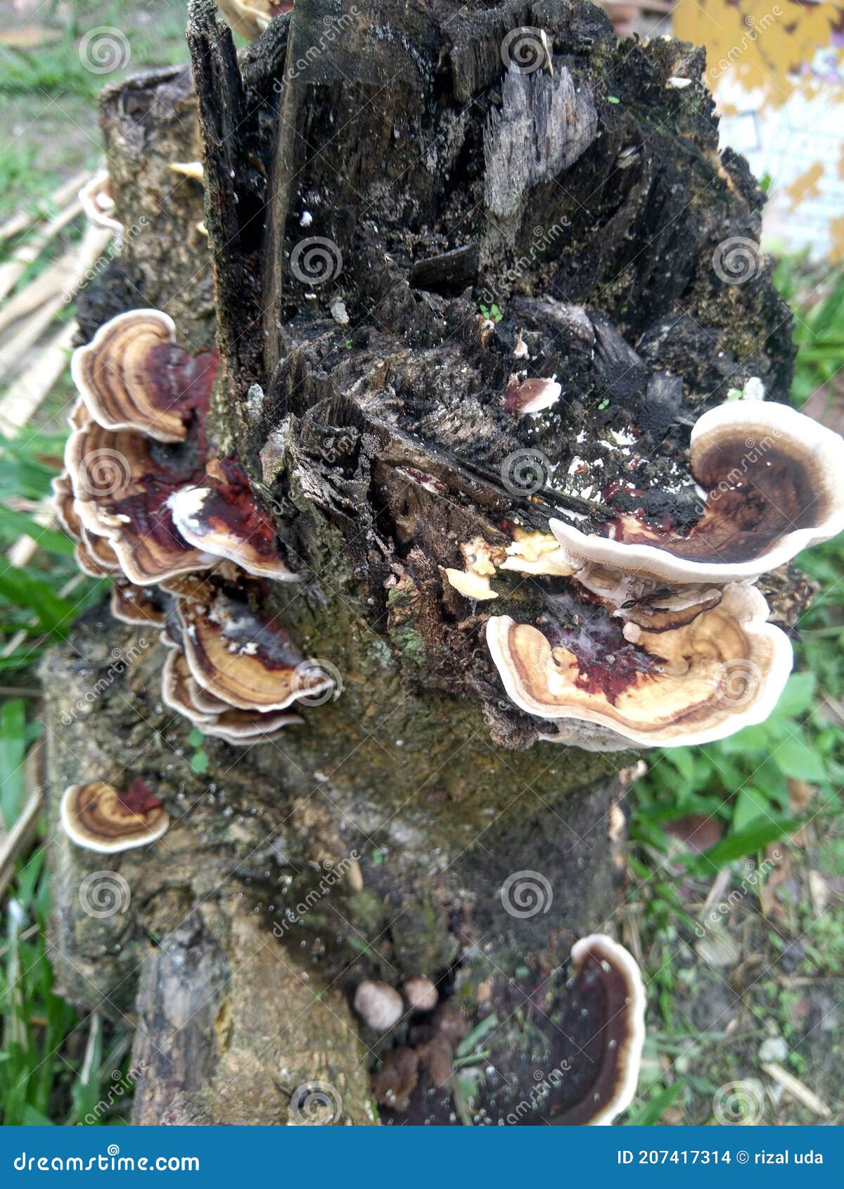 White Fungus on Tree Stumps Stock Photo - Image of autumn, leaf: 207417314