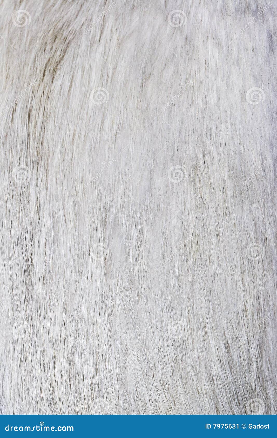 White fur stock image. Image of pelt, pattern, clothing - 7975631