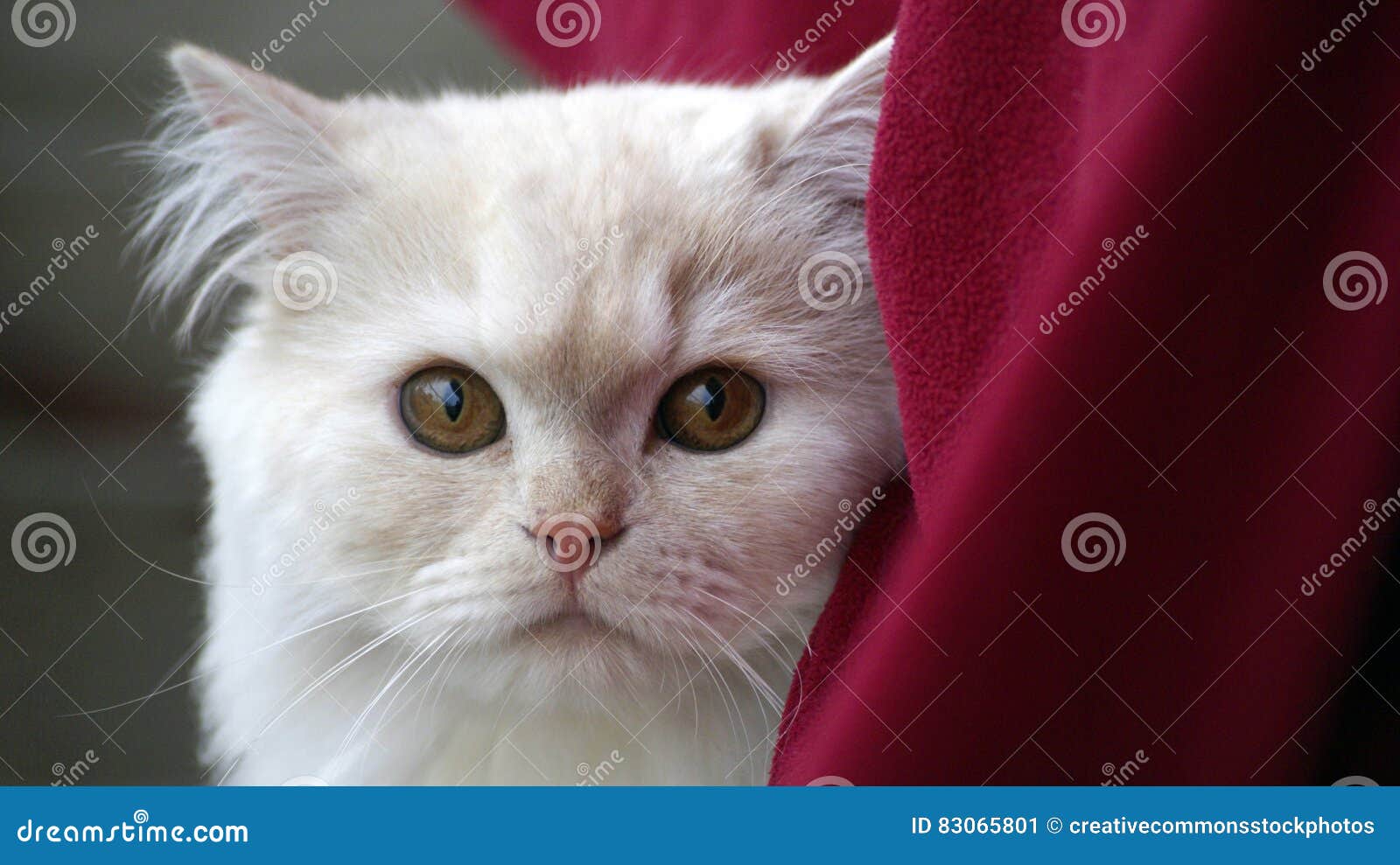 White Fur Cat Near Red Textile Picture. Image: 83065801