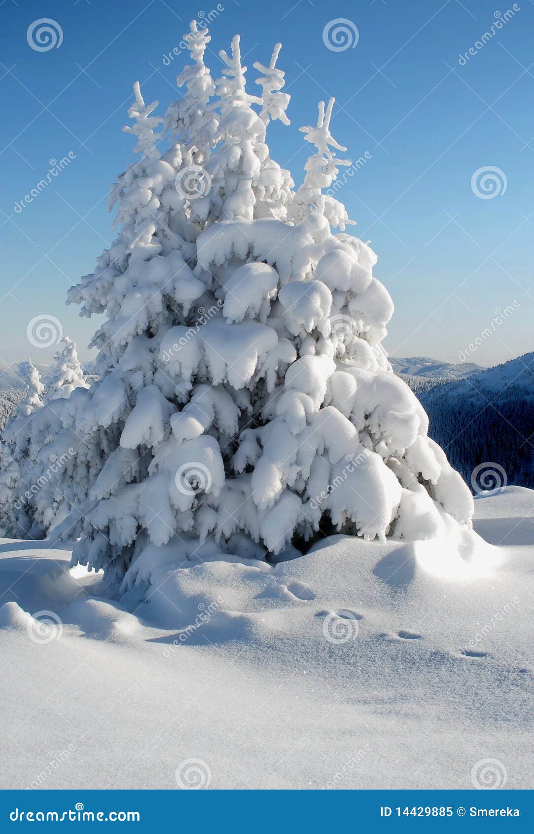 White fur-trees stock image. Image of snow, nature, mountain - 14429885