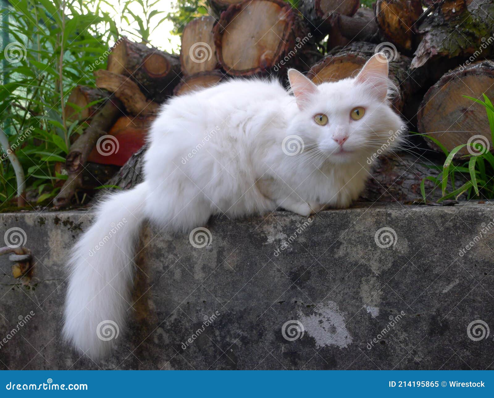 White furry cat on a wall stock image. Image of portrait - 214195865