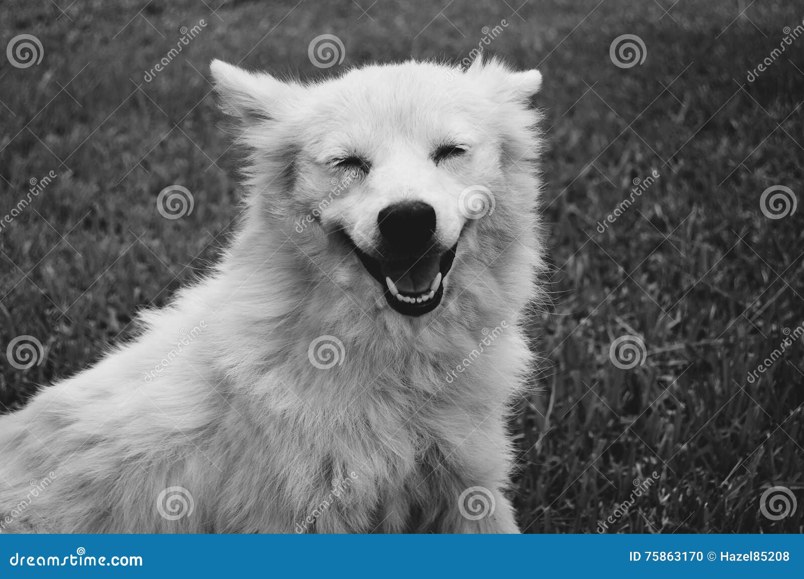 White furry dog smiling stock photo. Image of humorous - 75863170