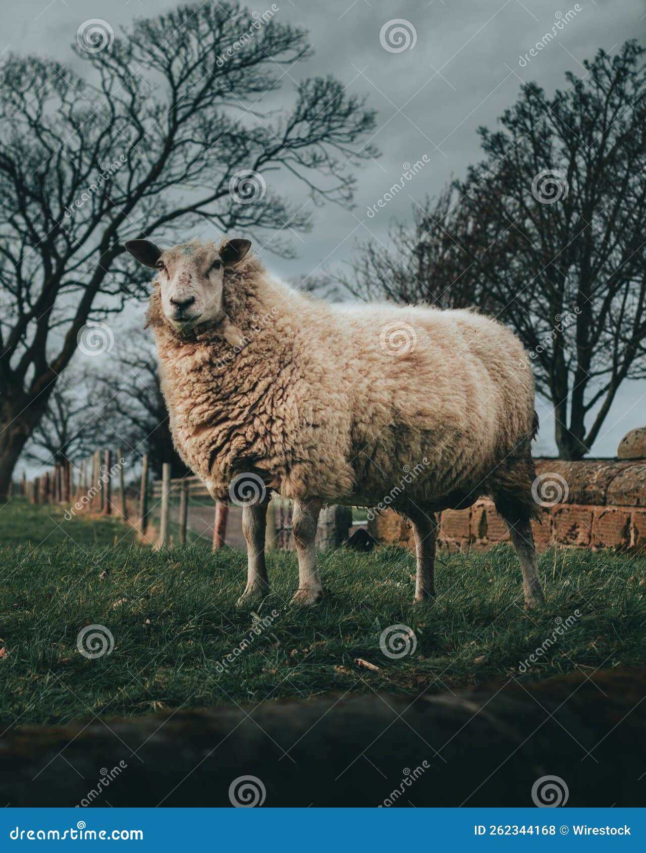 White Furry Sheep in a Field Under a Cloudy Sky Stock Photo - Image of ...