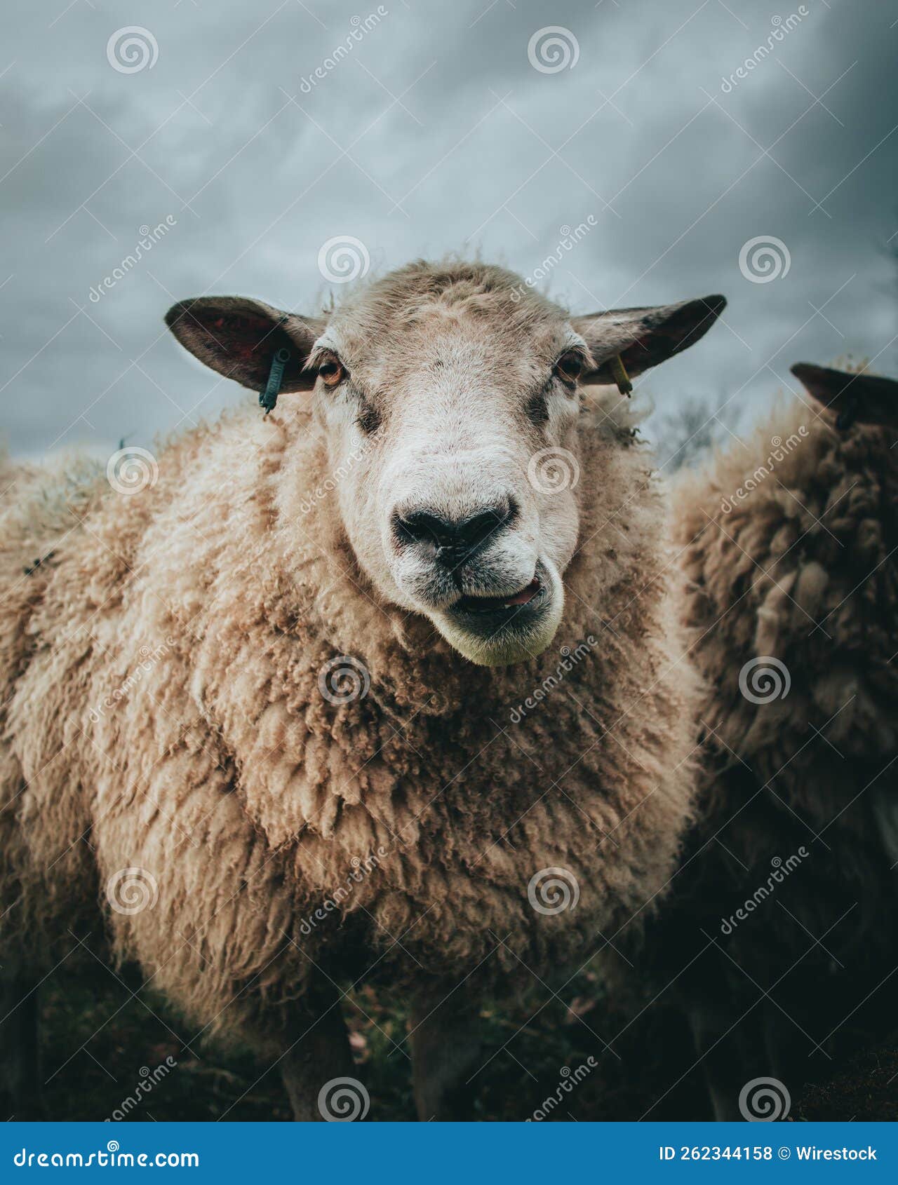 One Furry Sheep Royalty-Free Stock Photo | CartoonDealer.com #183240675