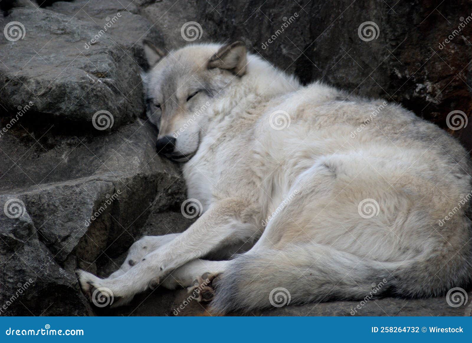 White Furry Wolf Sleeping on the Rocks Stock Photo - Image of sleeping ...