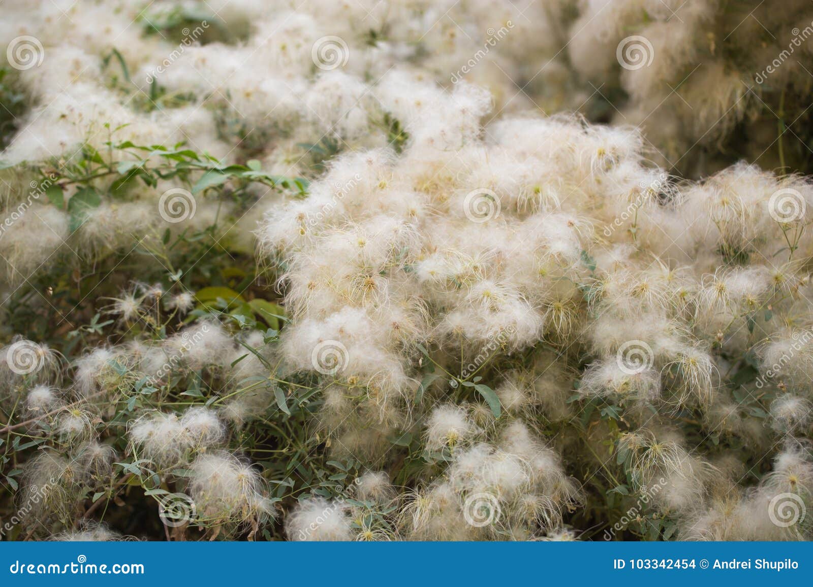 White Fuzz on the Tree in Nature Stock Photo - Image of ecology, fuzzy ...
