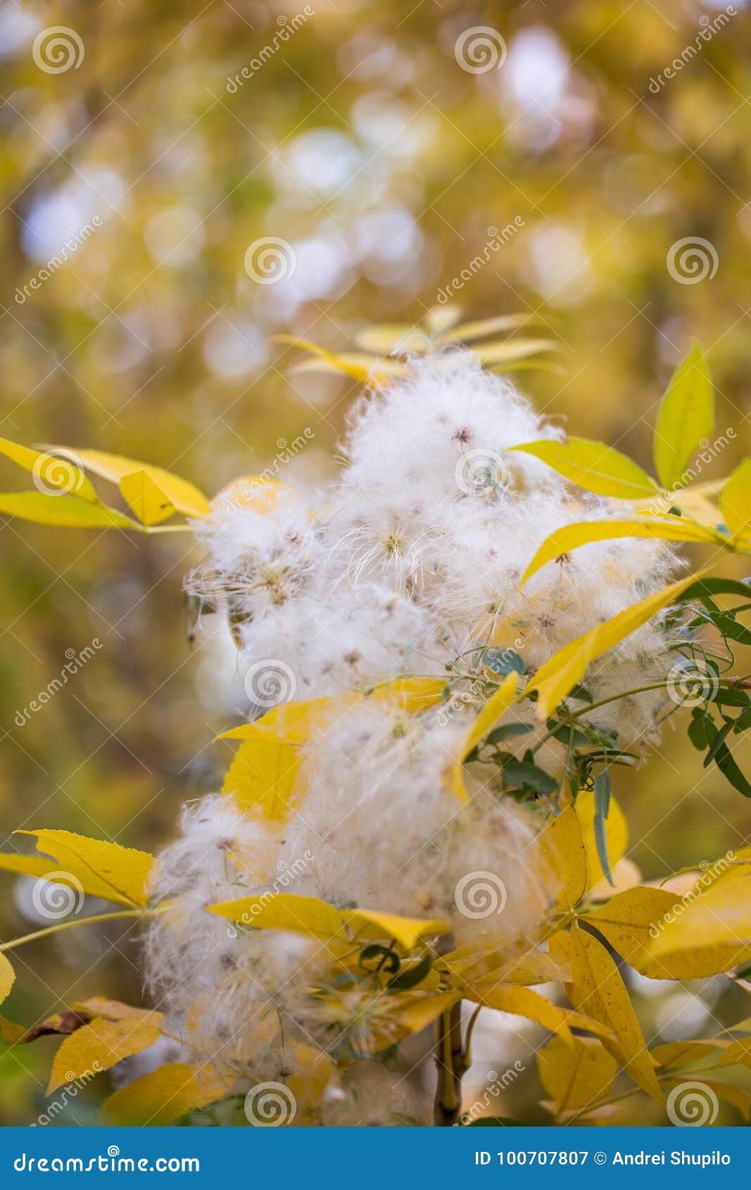 White Fuzz on the Tree in Nature Stock Image - Image of ecology, fluffy ...