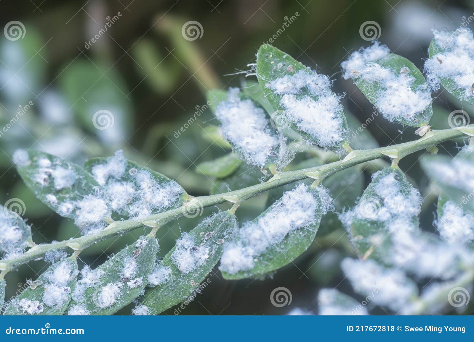 White Fuzzy Flower Stock Photography | CartoonDealer.com #55577786