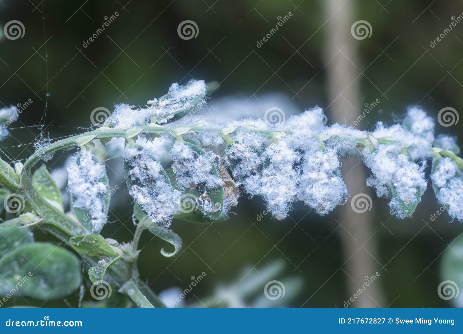 White Fuzzy Waxy Mealybugs Pseudococcidae Parasite Stock Image - Image ...
