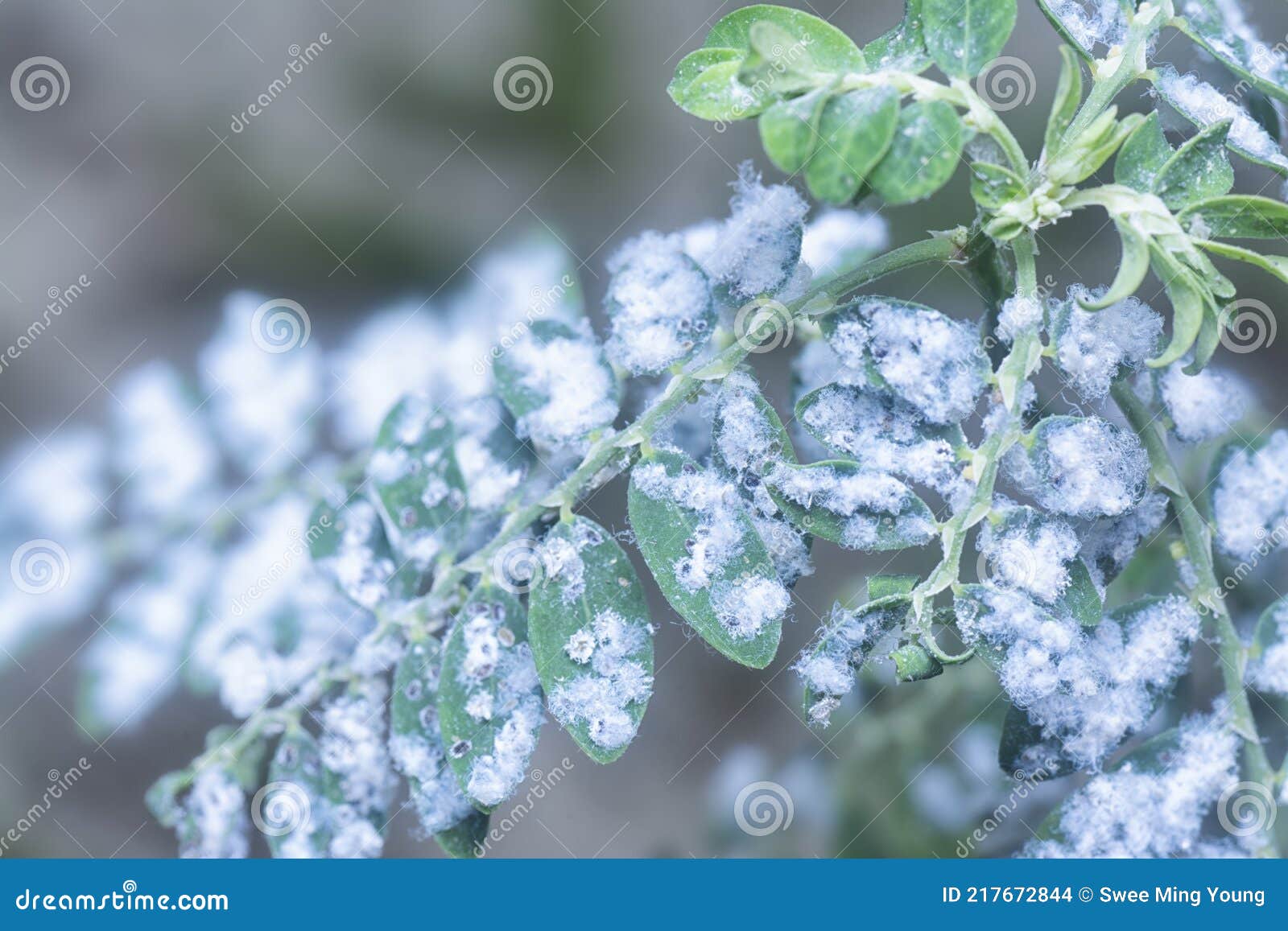 White Fuzzy Flower Stock Photography | CartoonDealer.com #55577786
