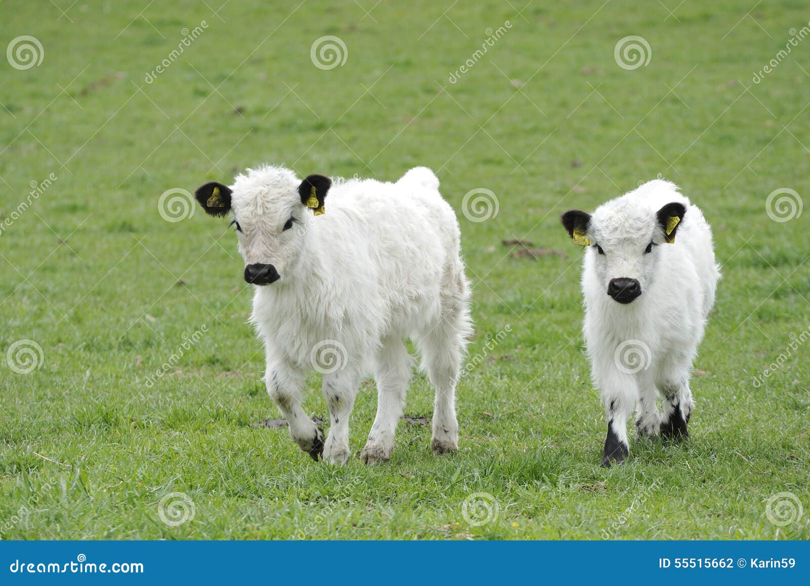 White Galloway stock photo. Image of farm, naturally - 55515662