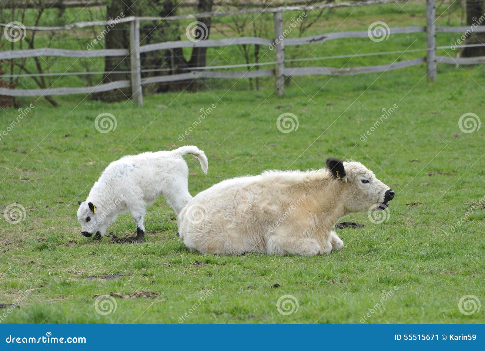 White Galloway stock image. Image of galloway, farm, britain - 55515671