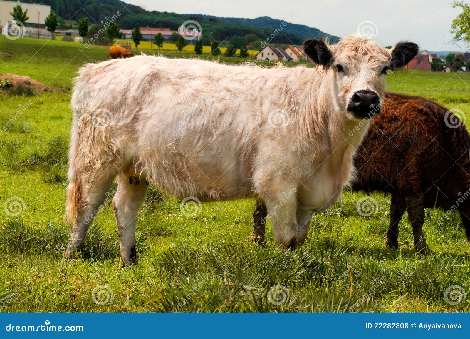 White galloway cow stock photo. Image of adult, breed - 22282808