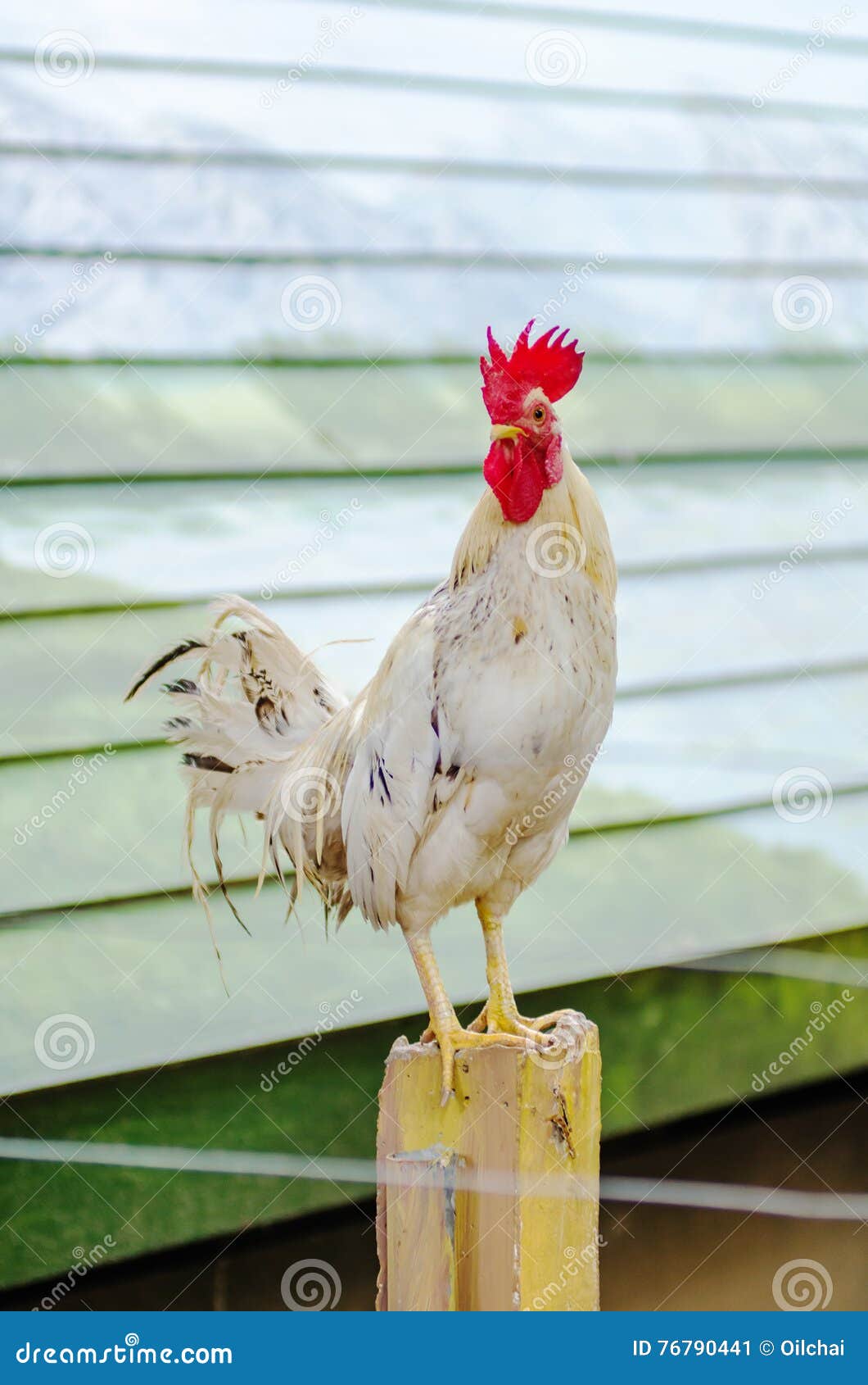 White gamecocks stock image. Image of rural, rooster - 76790441