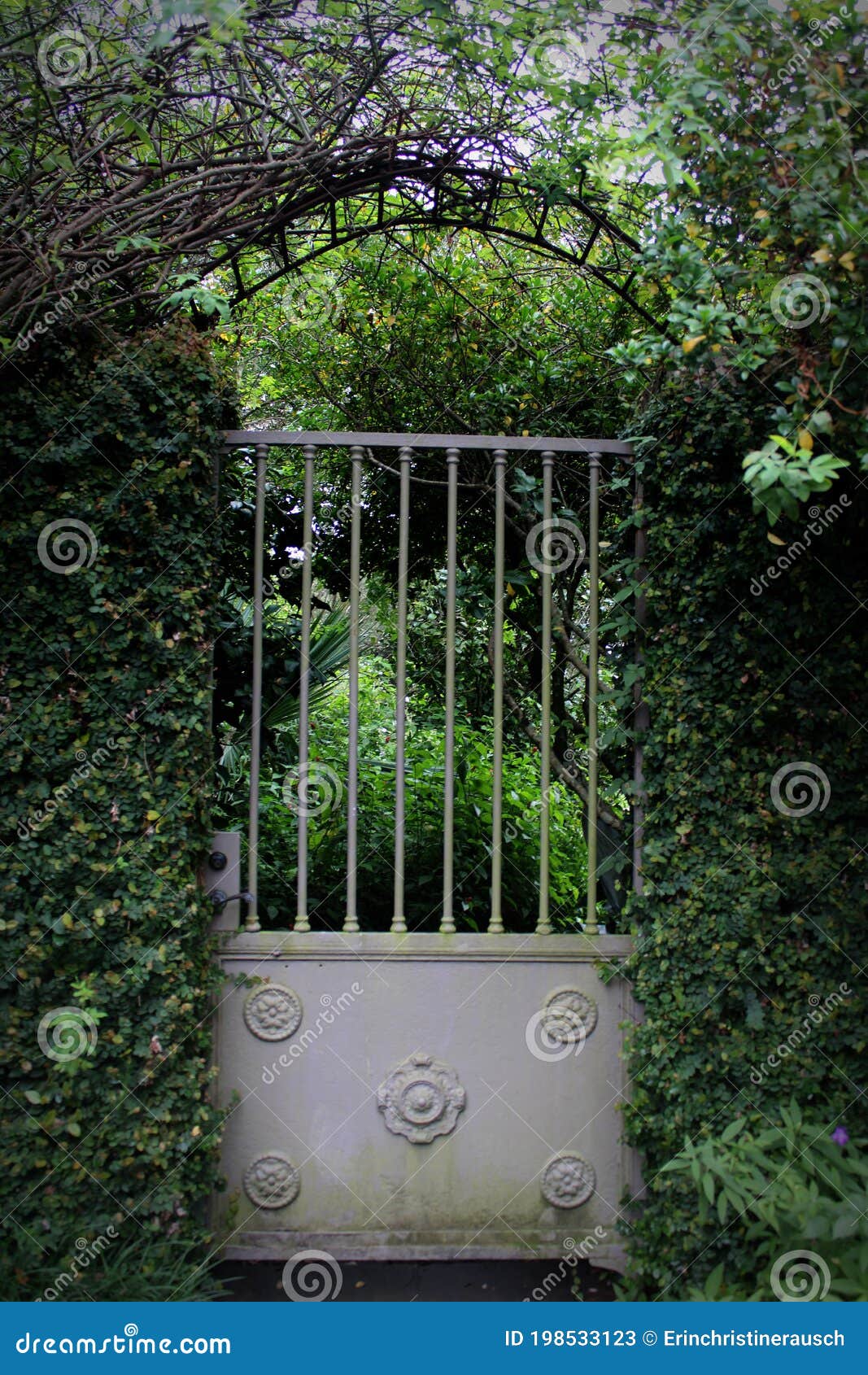White Garden Gate Surrounded by Vines Stock Image - Image of green ...
