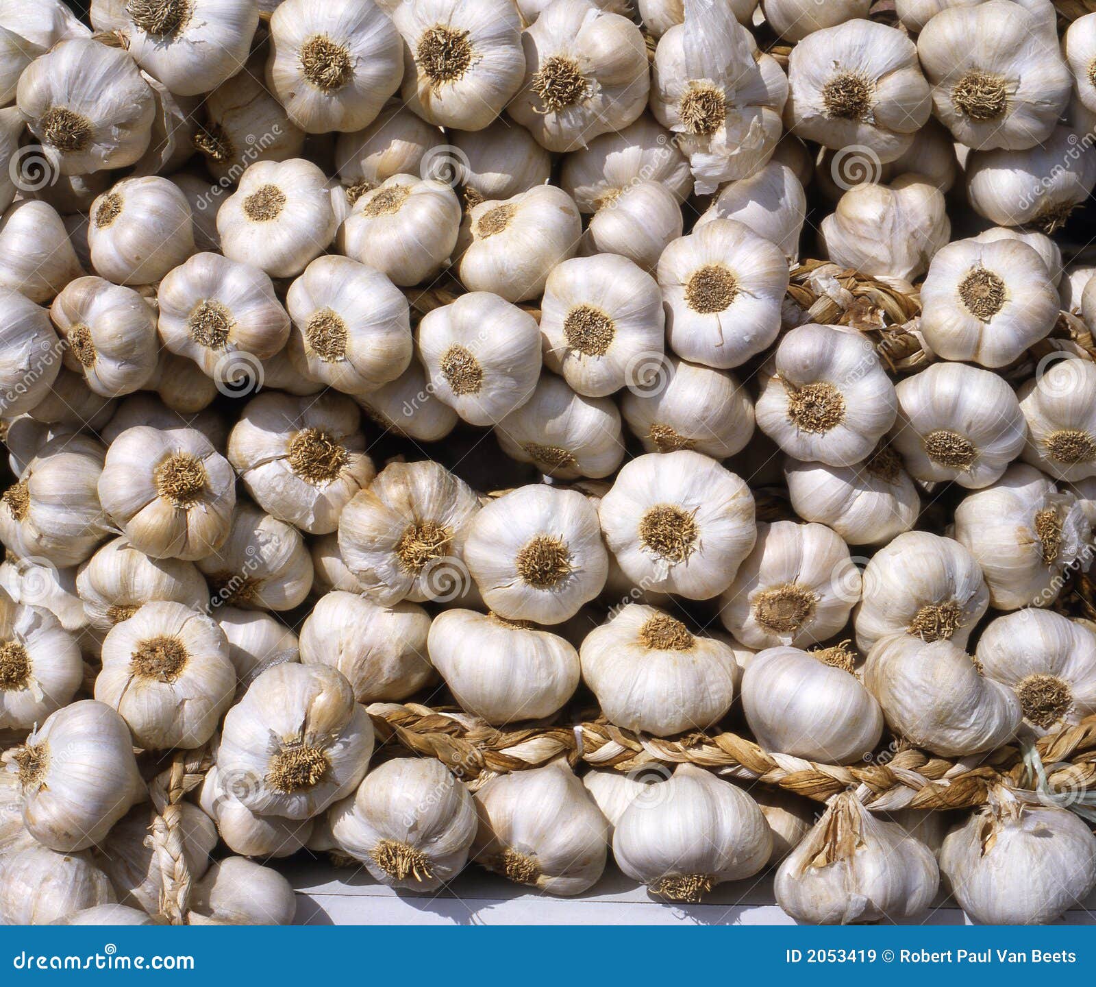 White garlic stock image. Image of food, commercial, domestic - 2053419