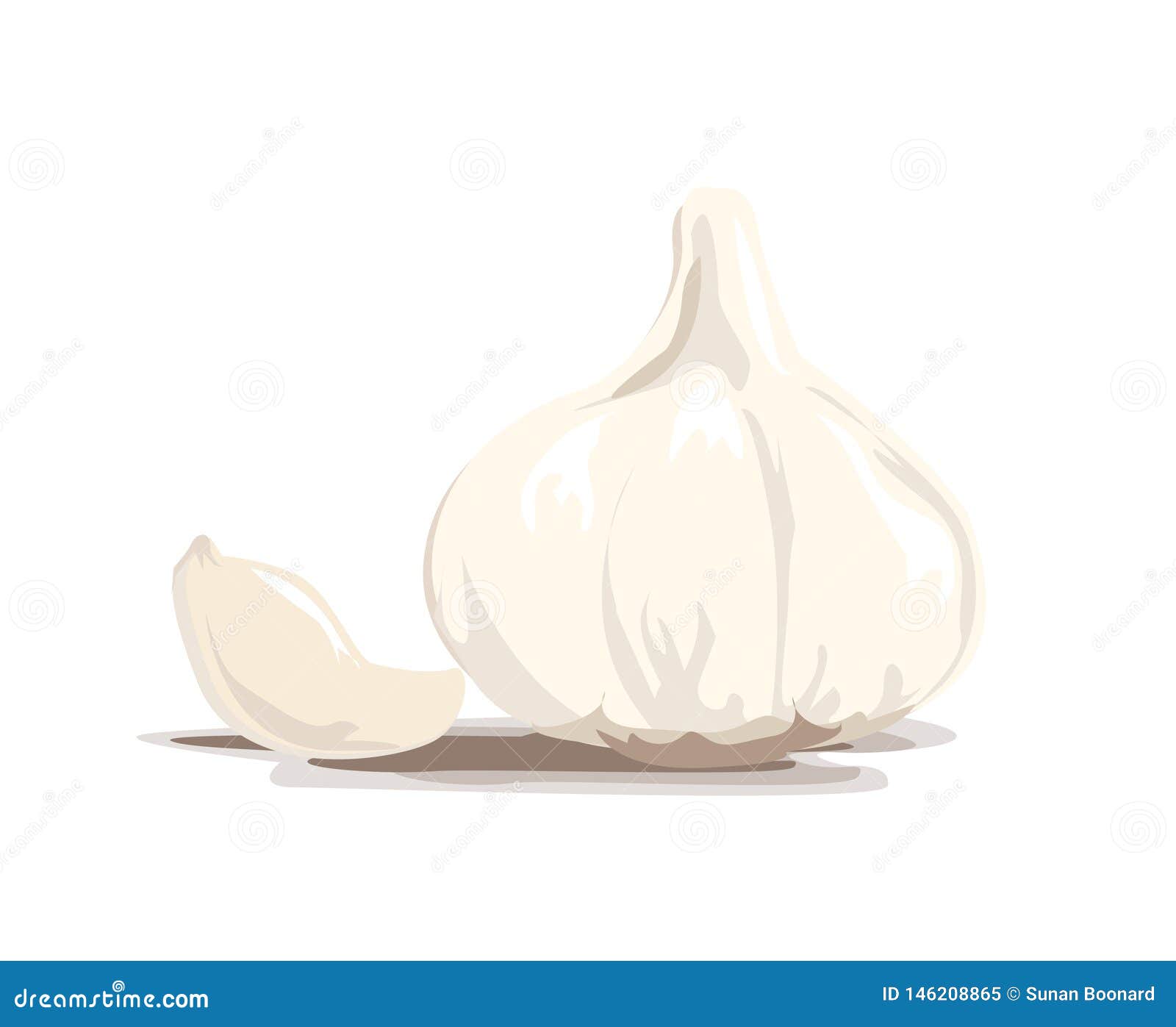 Garlic and Garlic Bulb on a White Background. Vector Stock Illustration ...